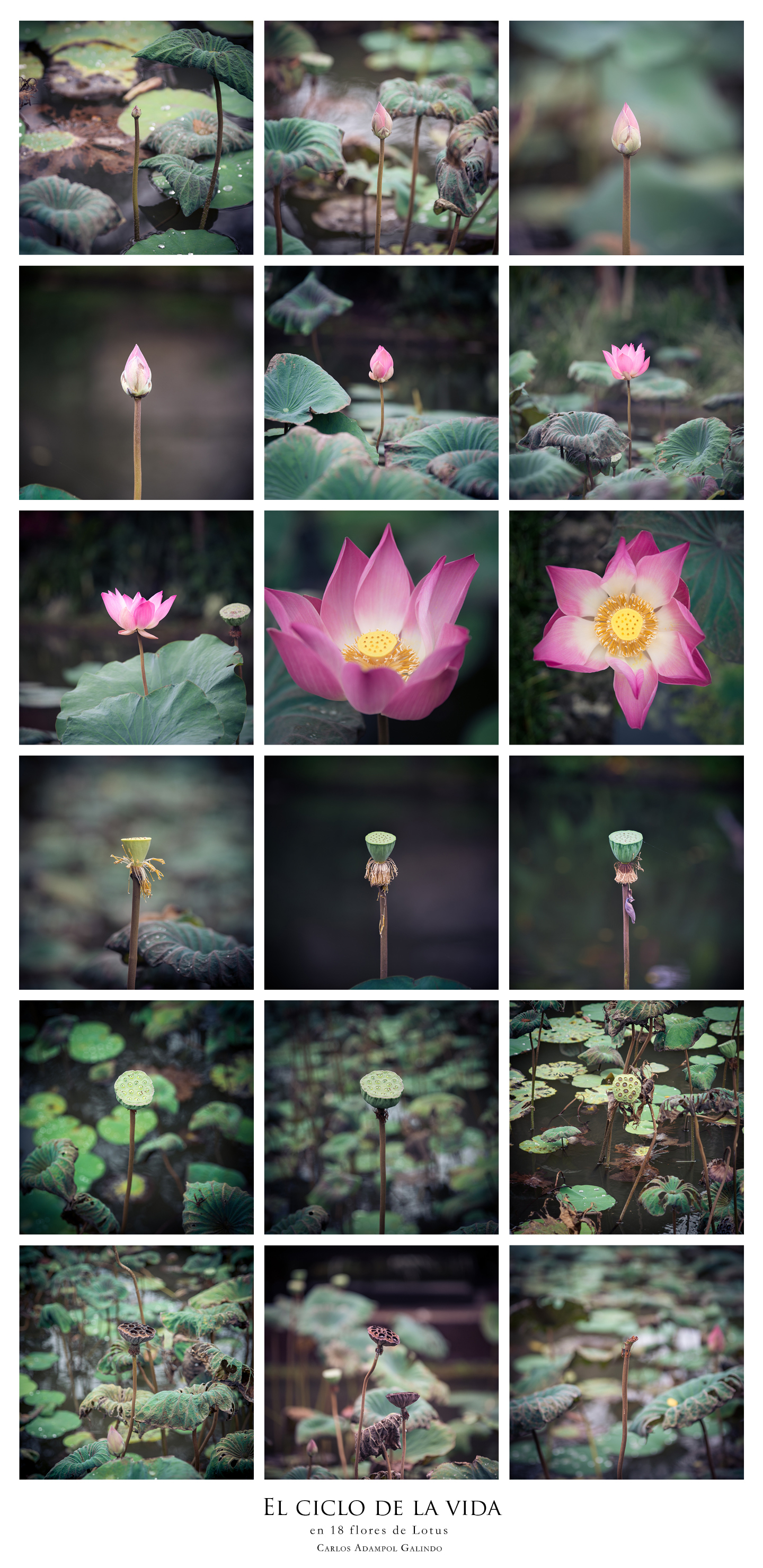 El ciclo de la vida en 18 flores de Loto – Carlos Adampol Galindo