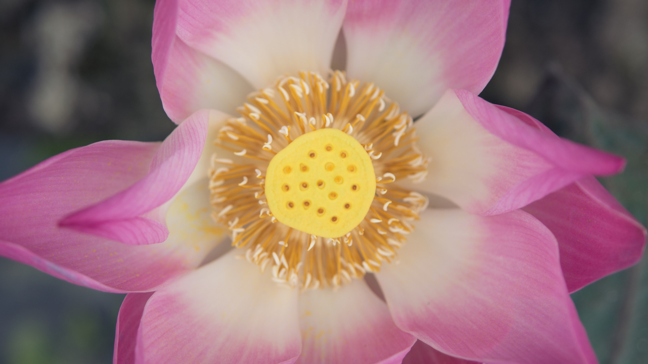 El ciclo de la vida en 18 flores de Loto – Carlos Adampol Galindo